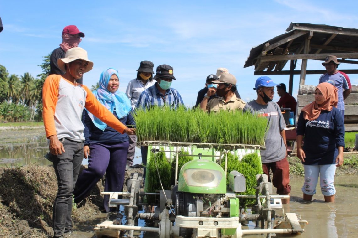 Dongkrak Produksi Padi dan Jagung, YPI Buat Demplot dan Kenalkan Mesin ...